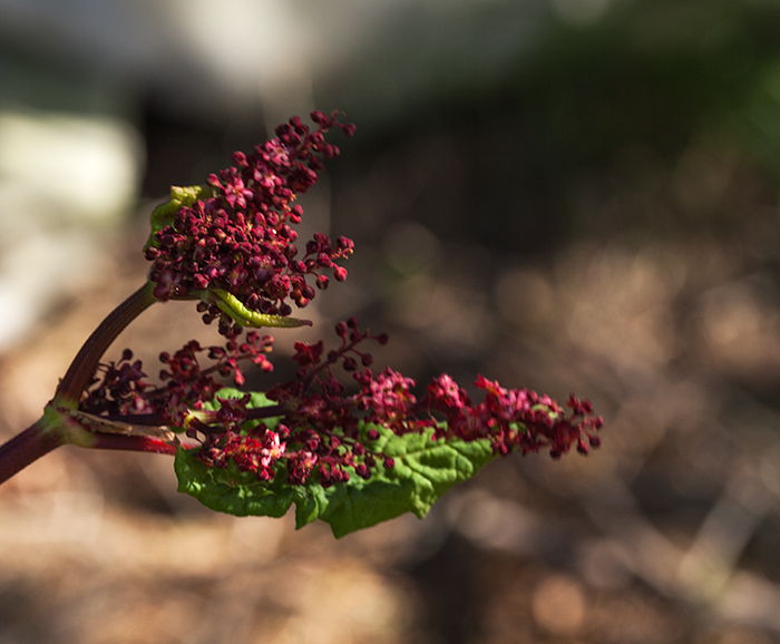 Q-R stora blad och små ranunkler • 4 Seasons by Carna