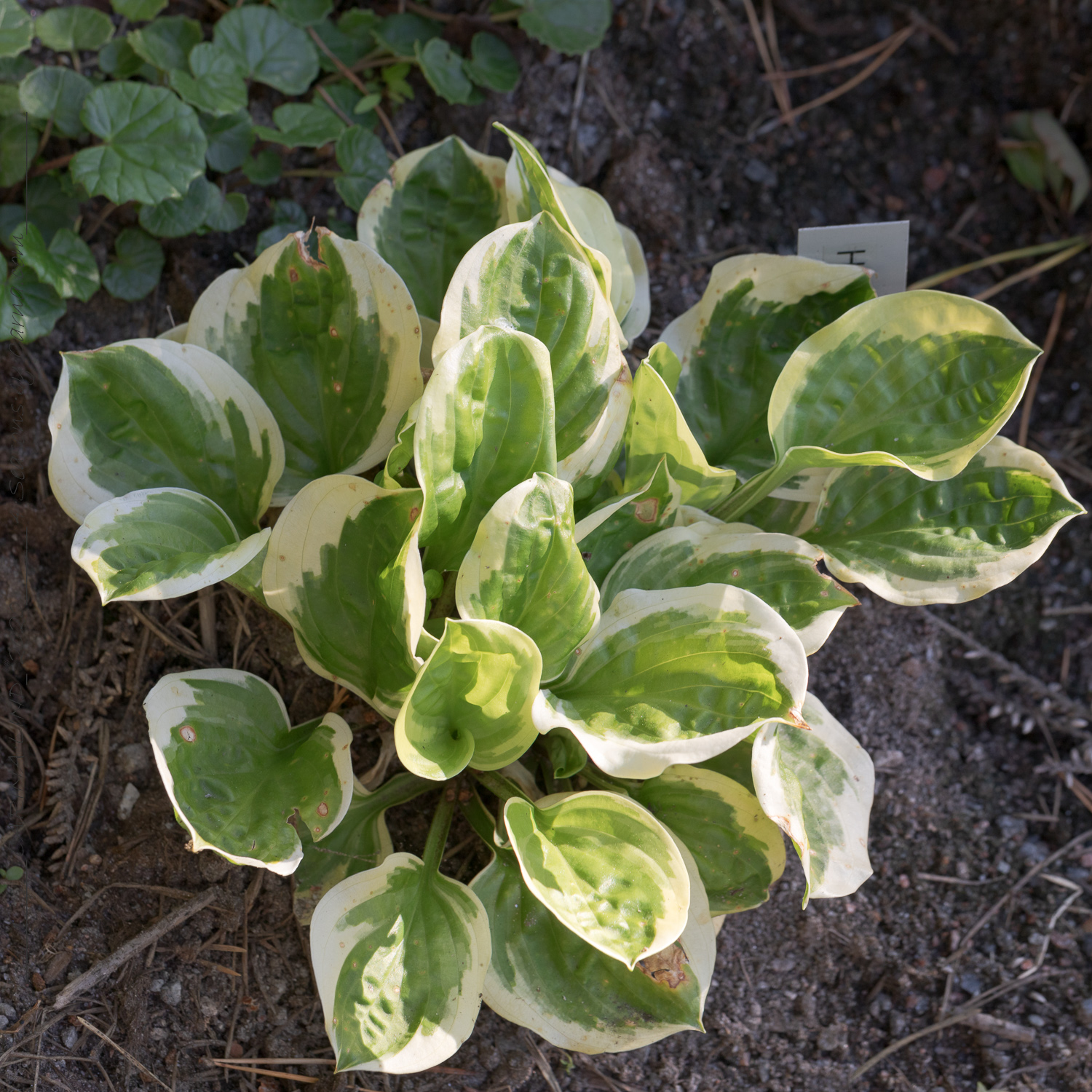 Small Hosta - små hostor i min trädgård • 4 Seasons by Carna