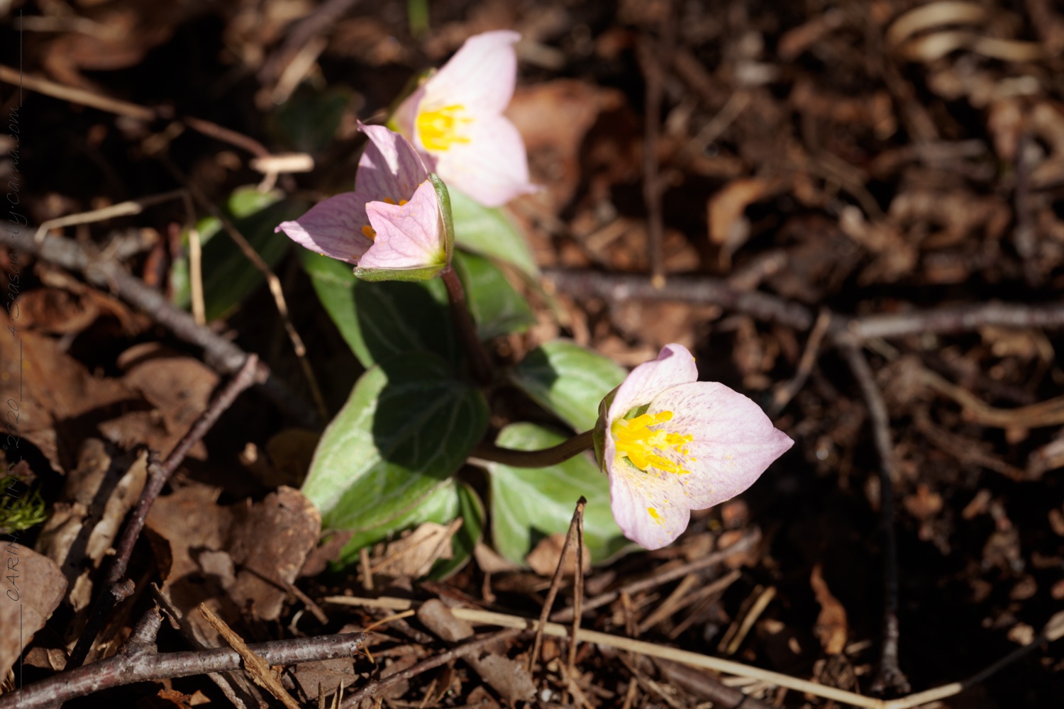 Ögonstenar är vi allihopa i trädgården • 4 Seasons by Carna