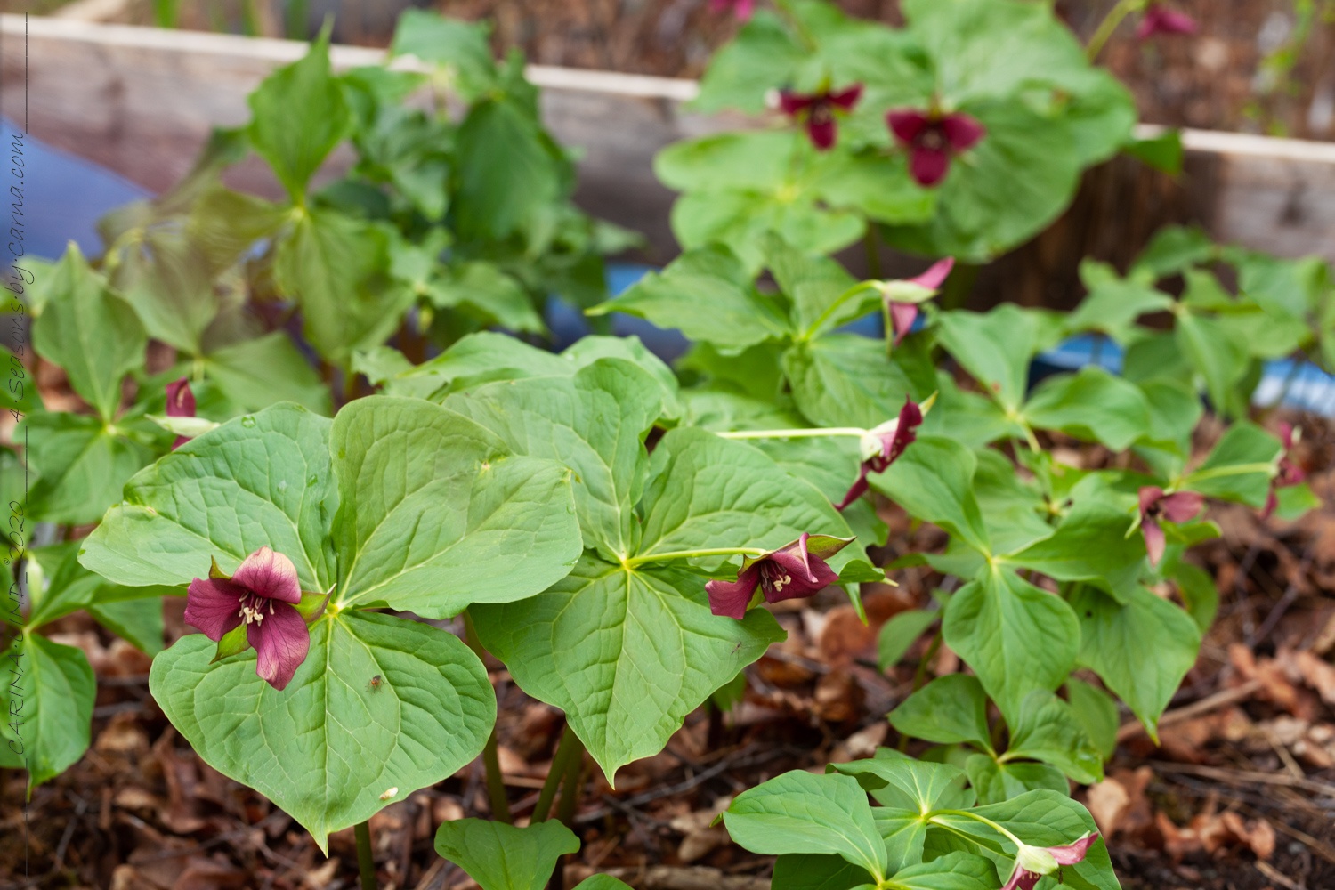 Treblad - en genetisk Trillium röra • 4 Seasons by Carna