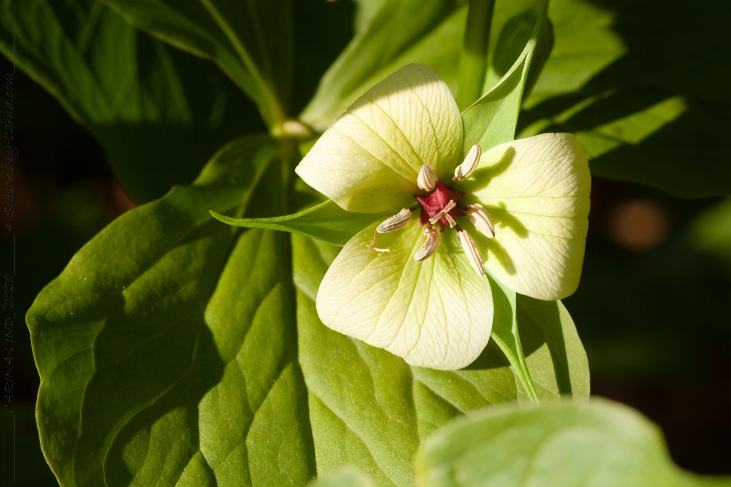 Treblad - en genetisk Trillium röra • 4 Seasons by Carna
