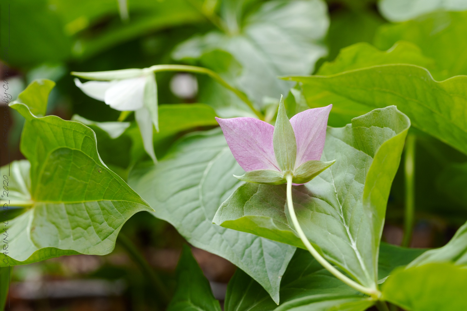 Treblad - en genetisk Trillium röra • 4 Seasons by Carna
