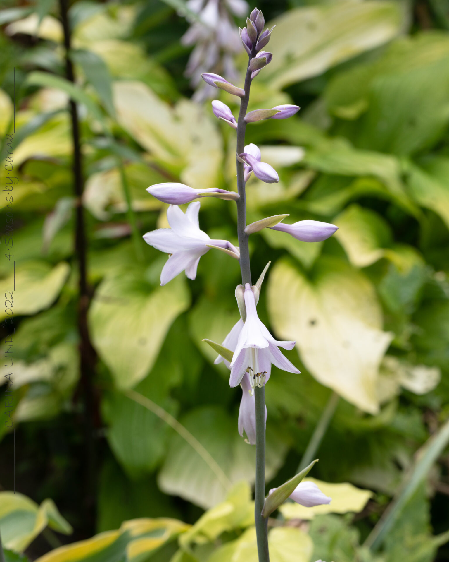 Hostablomningen som står ut • 4 Seasons by Carna